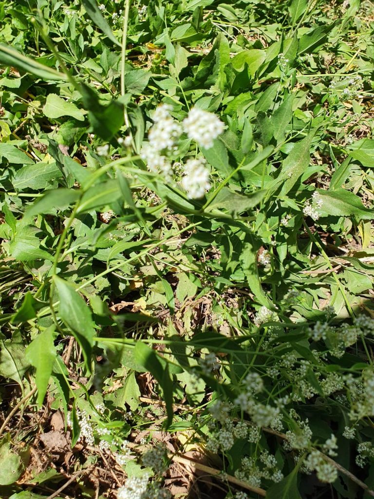 Municipio San Pedro de Atacama